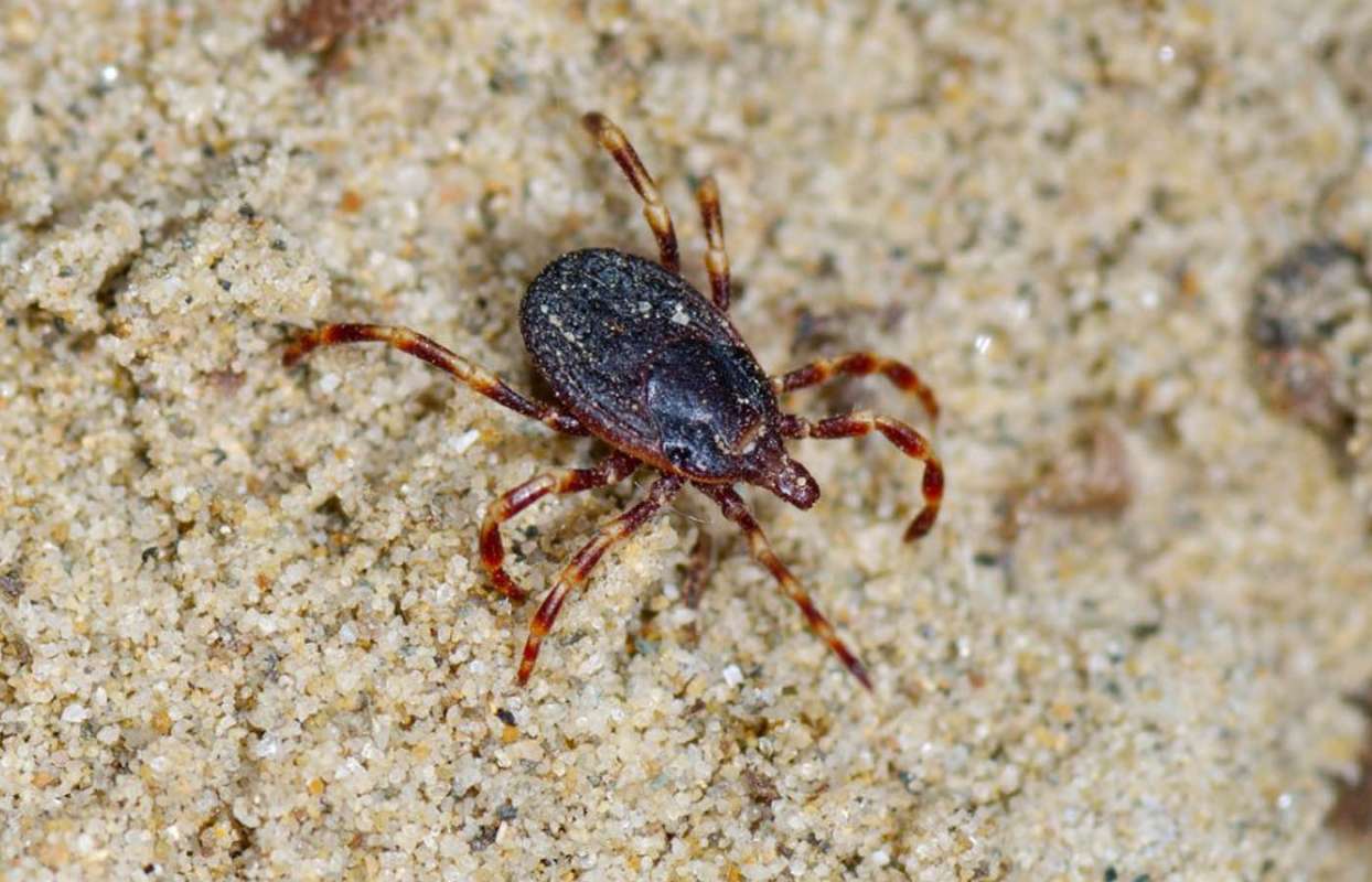 Du ddu duuuun (dramatic sound effect), rise of the giant tick - Daily ...