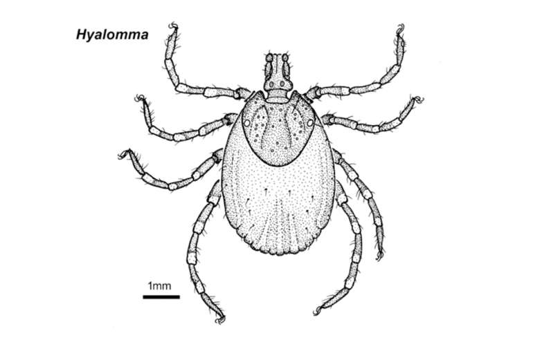 Du ddu duuuun (dramatic sound effect), rise of the giant tick - Daily ...