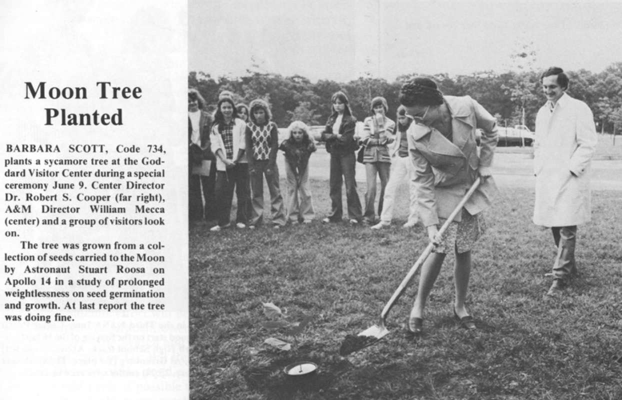 The Moon Trees from space, and where to find them - Daily Luxury