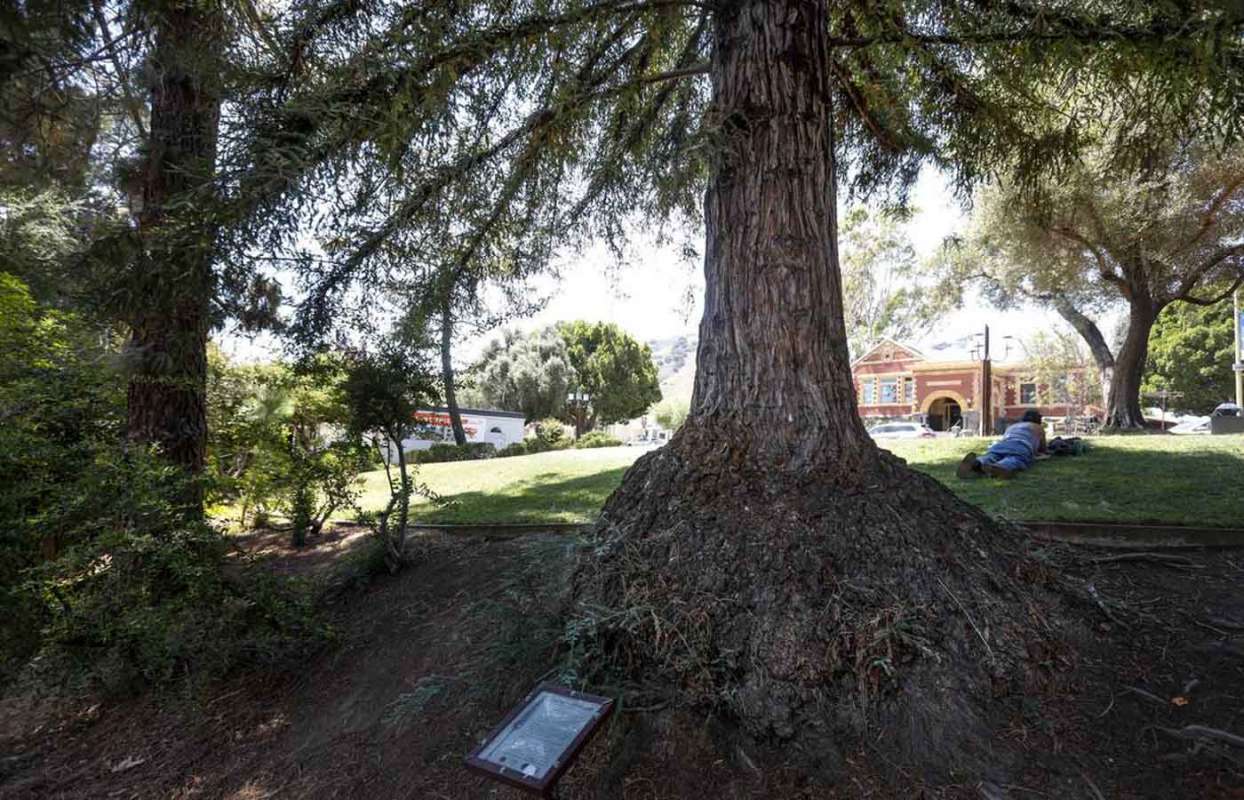 The Moon Trees from space, and where to find them - Daily Luxury