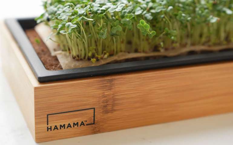 Bring microgreen flavors to your kitchen with Hamama - Daily Luxury